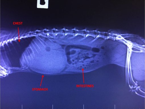 Gut Stasis in Rabbits - Whitehorse Veterinary Hospital