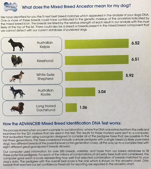 pip-test-mixed-breed - Whitehorse Veterinary Hospital